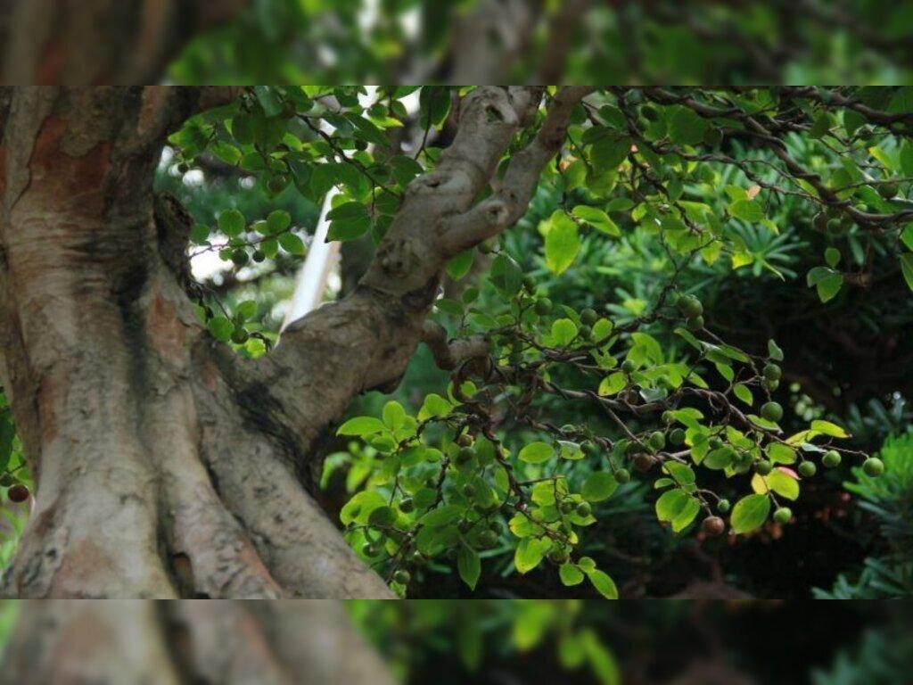 Phong Thủy Cây Bồ Quân : Đặc Điểm, Nguồn Gốc, Tác Dụng, Ý Nghĩa Và Cách ...